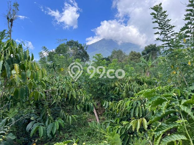Tanah kebun kopi harga murah view gunung di tabanan bali. - oleh Iyonk bali
