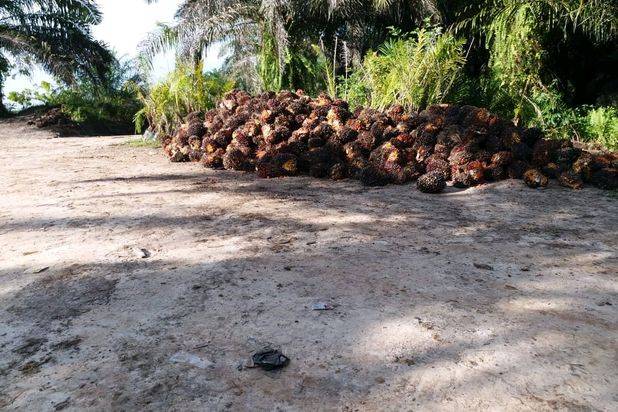 Jual Tanah Bersertifikat HGU di Sambas | 99.co