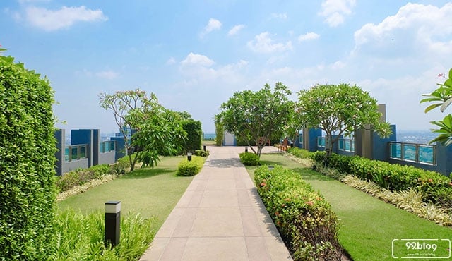 Inilah Kriteria dan Jenis Tanaman Roof Garden yang Mesti Diketahui