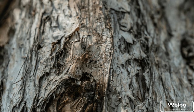 Mengenal Karakteristik Kayu Gelam, Pondasi Rumah di Tanah Rawa