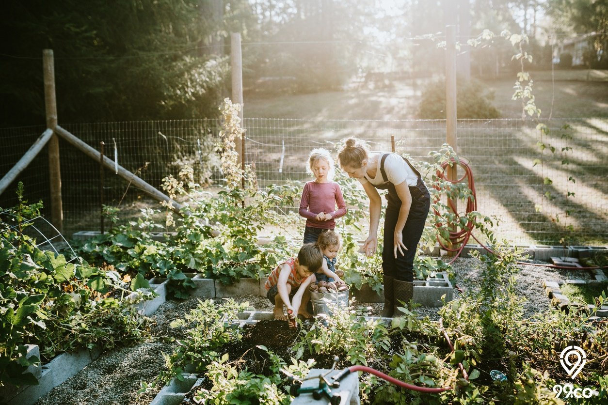 5 Langkah Mudah Berkebun di Rumah bagi Pemula | Sayur Gratis!