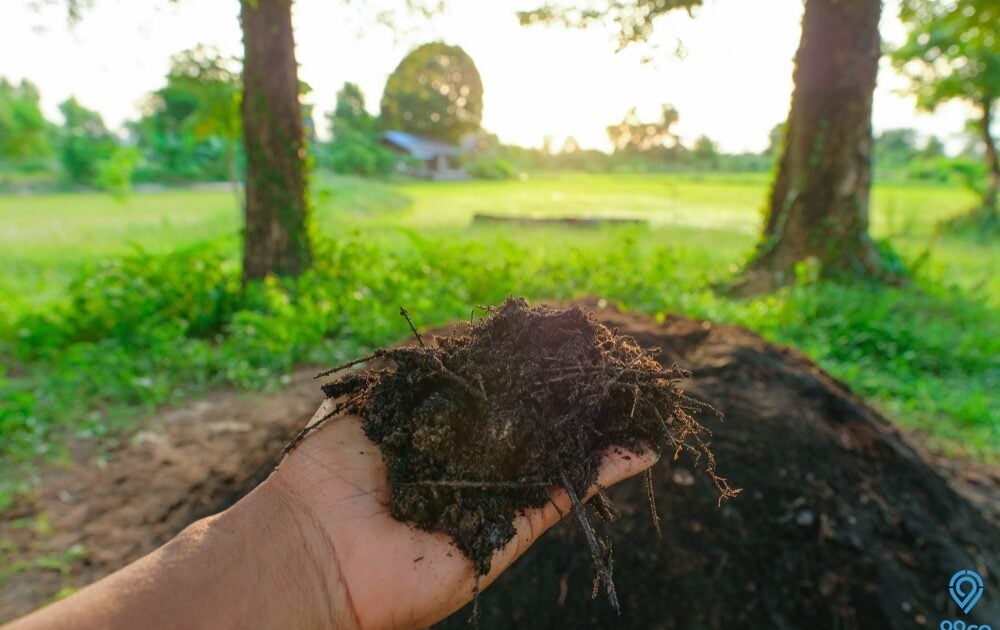 10 Cara Membuat Tanah Humus Sendiri, Ternyata Mudah!