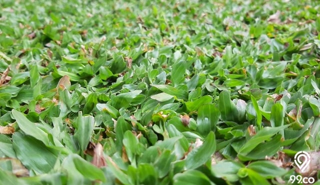 Cara Menanam Rumput Gajah Mini di Halaman Rumah