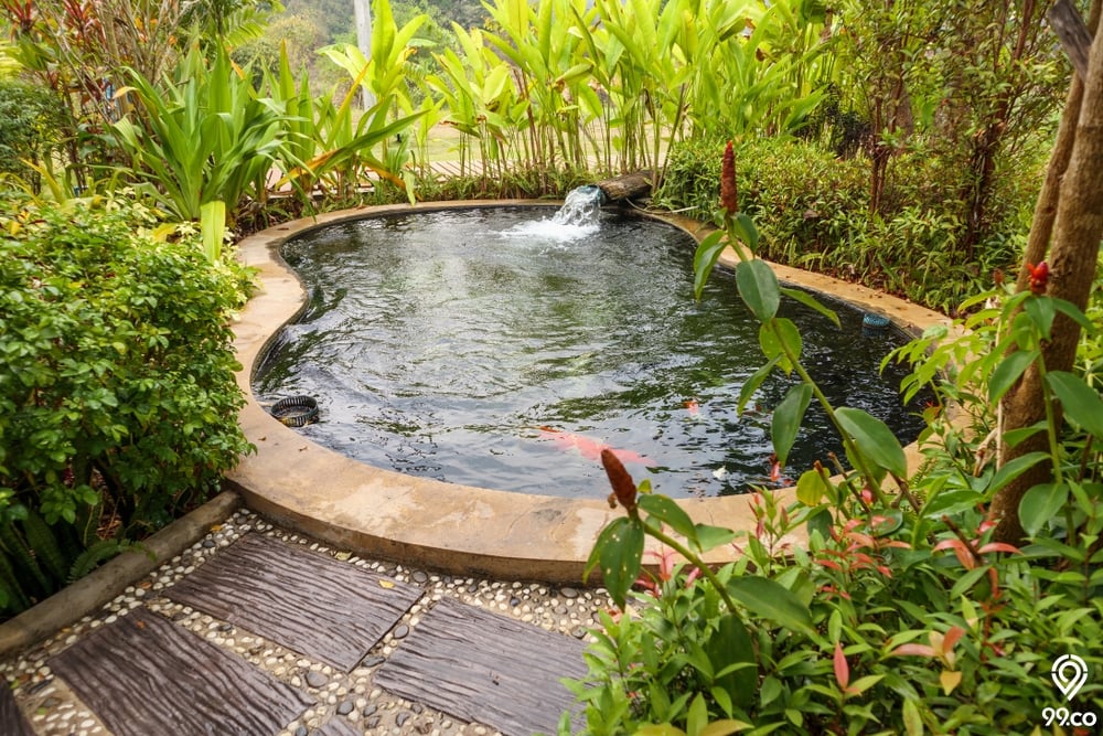 Tips dan Cara Mudah Membuat Kolam Ikan di Rumah