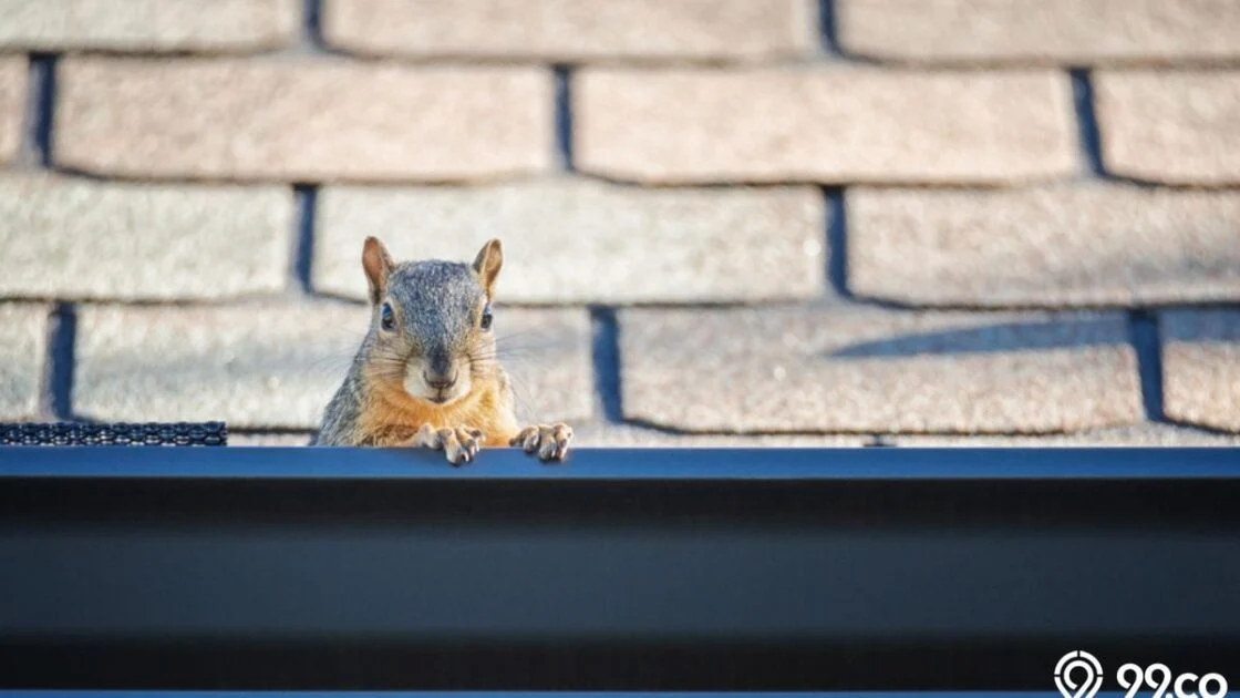 Tupai Masuk Rumah Pertanda Apa? Begini Menurut Primbon Jawa