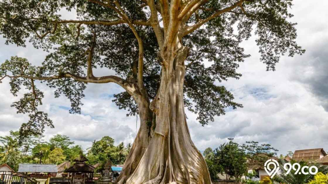 6 Manfaat Kayu Pohon Randu Beserta Ciri dan Harganya