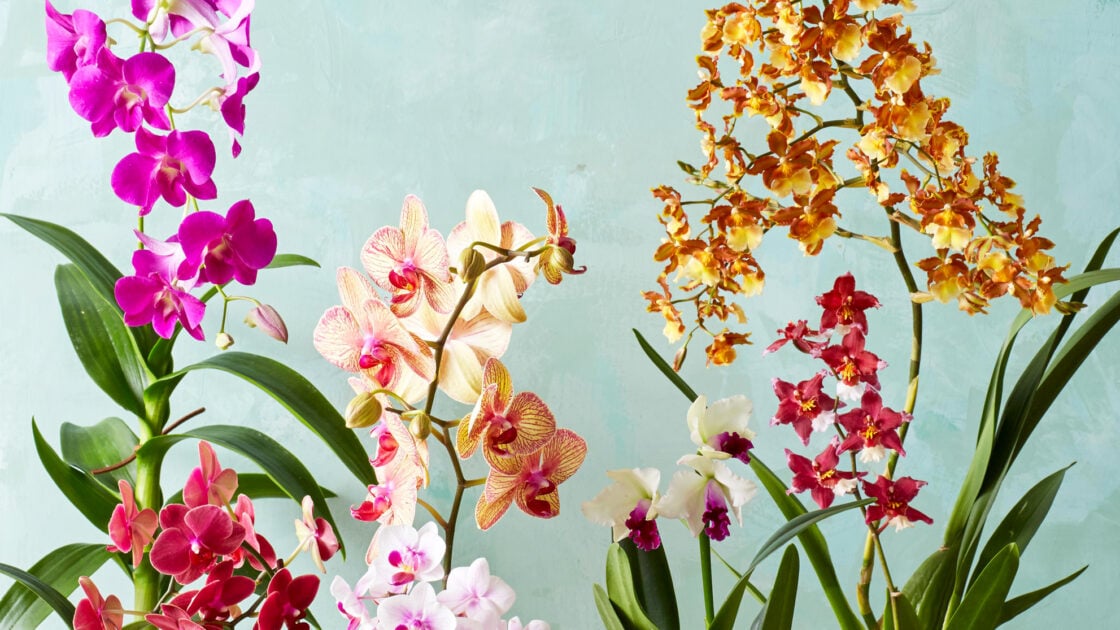 Bunga Anggrek sebagai Dekorasi di Rumah? Mengapa Tidak?!