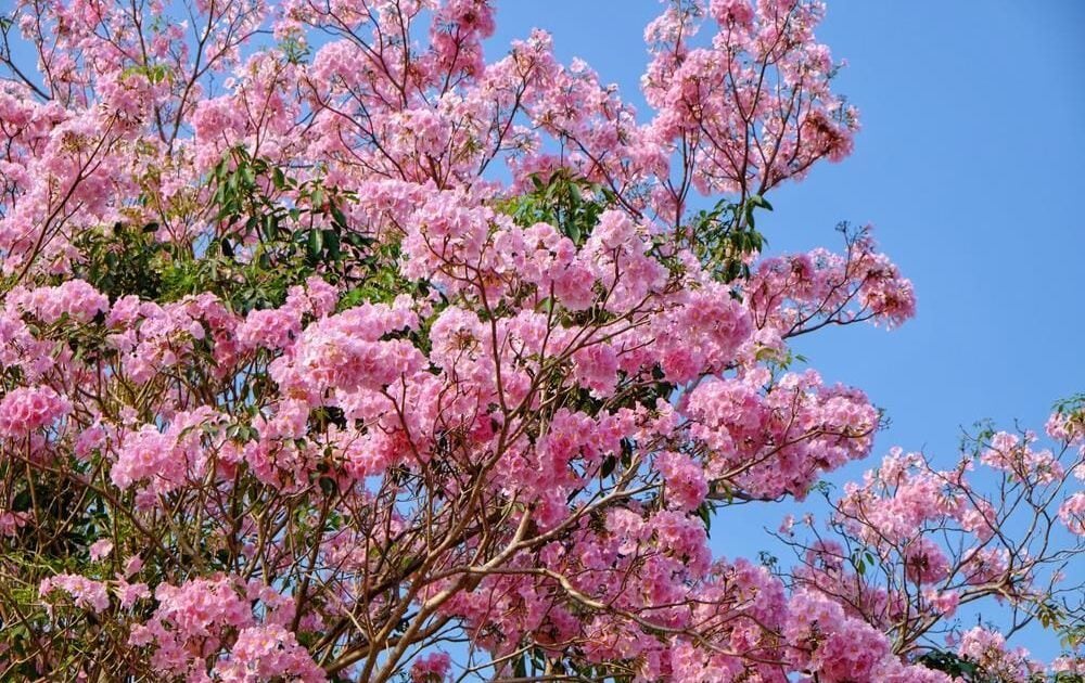 Bunga Tabebuya, Bawa Suasana ala Jepang ke Halaman Rumah