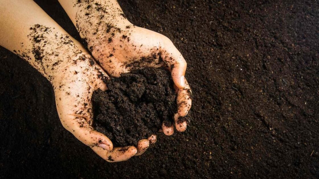 10 Cara Membuat Tanah Humus Sendiri, Ternyata Mudah!