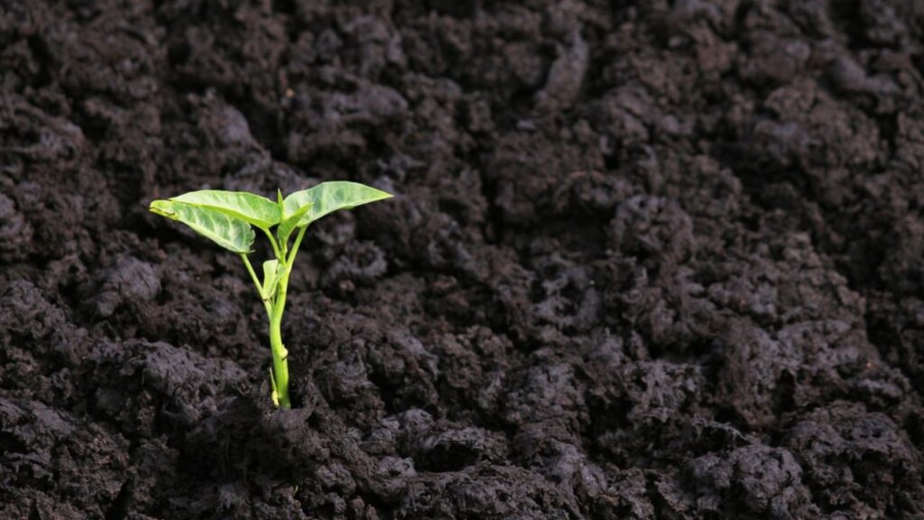 10 Cara Membuat Tanah Humus Sendiri, Ternyata Mudah!