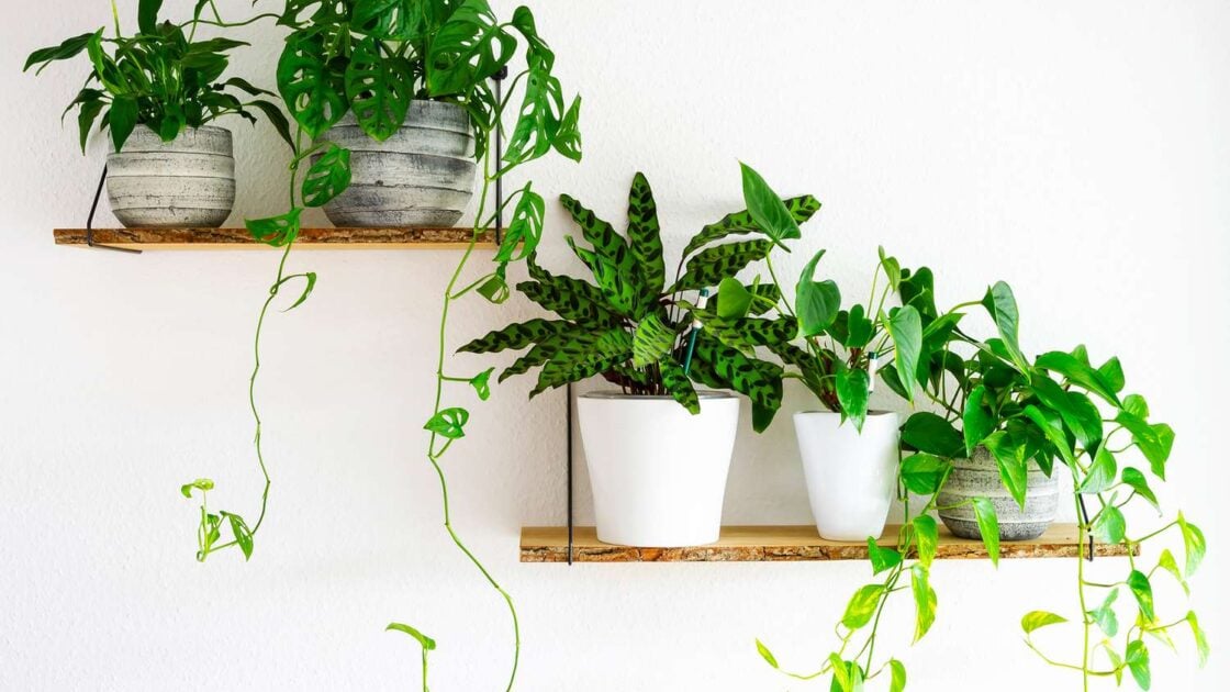 5 Desain Rak Bunga Minimalis Paling Cantik