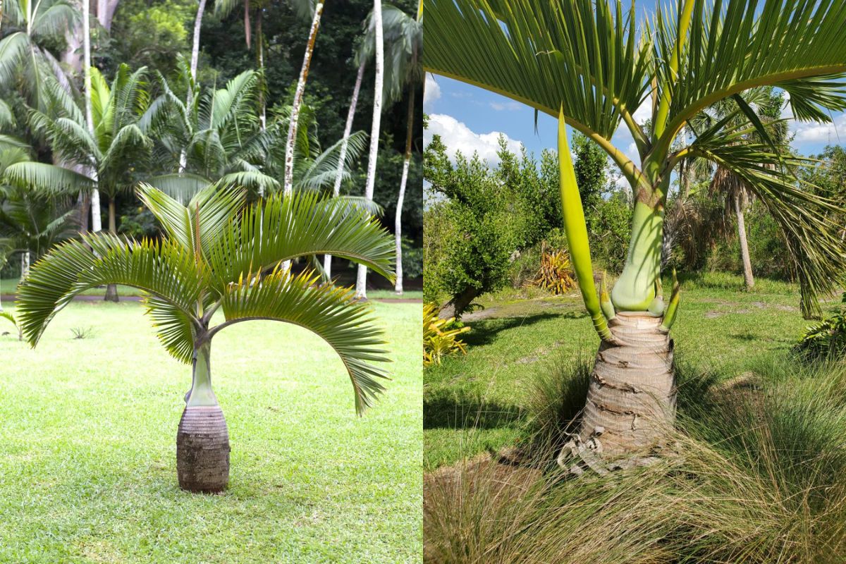 20 Tanaman Hias Depan Rumah yang Cantik dan Bawa Hoki