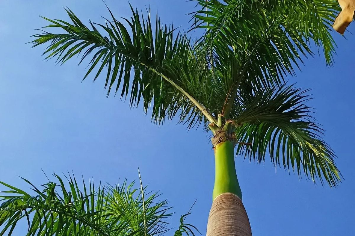 20 Tanaman Hias Depan Rumah yang Cantik dan Bawa Hoki