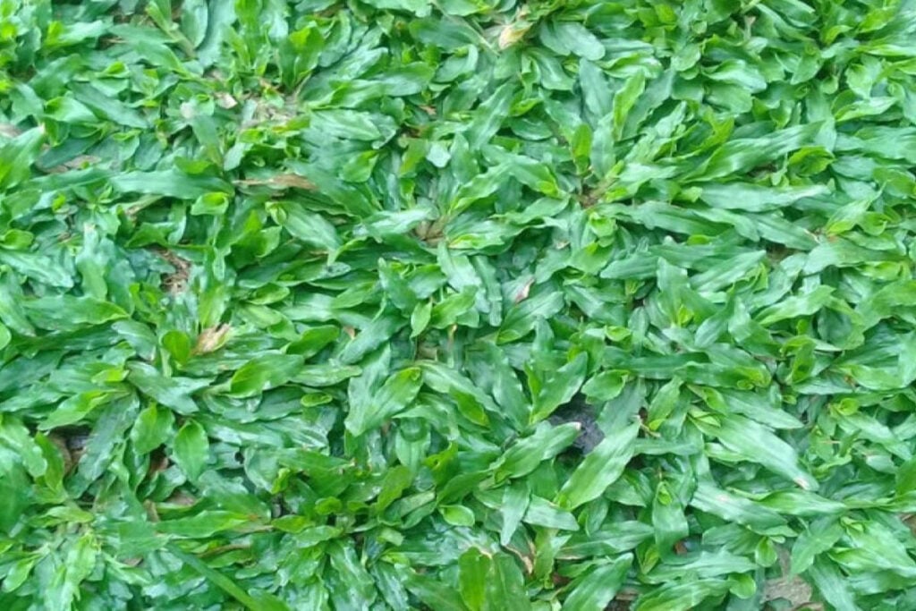 11 Jenis Rumput Taman Minimalis Terbaik untuk Halaman Rumah