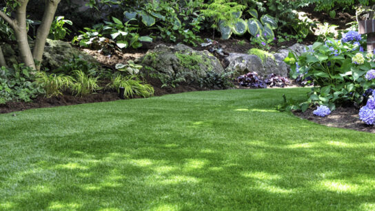 11 Jenis Rumput Taman Minimalis Terbaik untuk Halaman Rumah