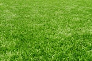 11 Jenis Rumput Taman Minimalis Terbaik untuk Halaman Rumah