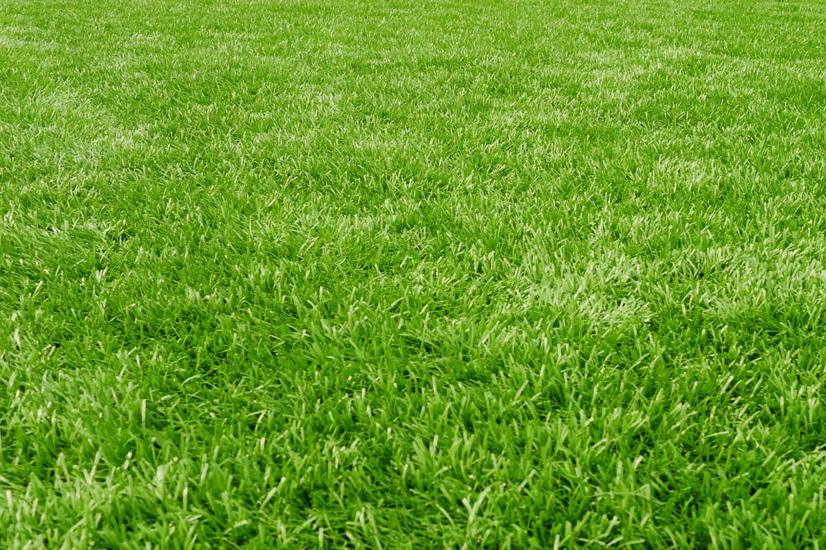 11 Jenis Rumput Taman Minimalis Terbaik untuk Halaman Rumah