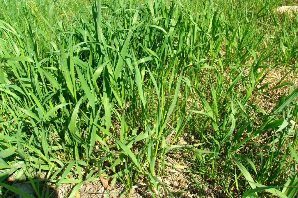 11 Jenis Rumput Taman Minimalis Terbaik untuk Halaman Rumah