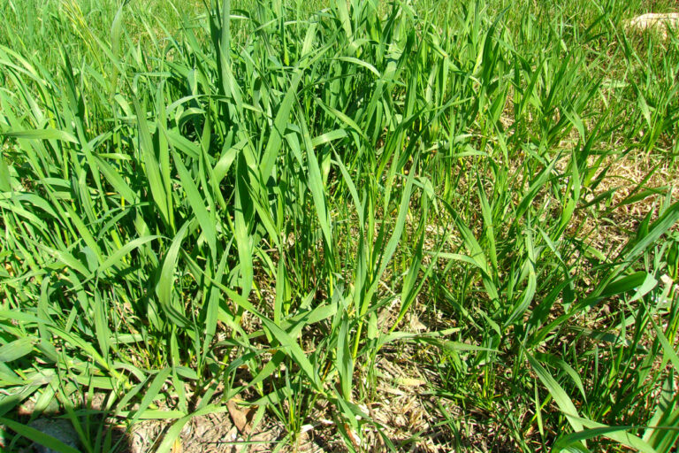 11 Jenis Rumput Taman Minimalis Terbaik untuk Halaman Rumah