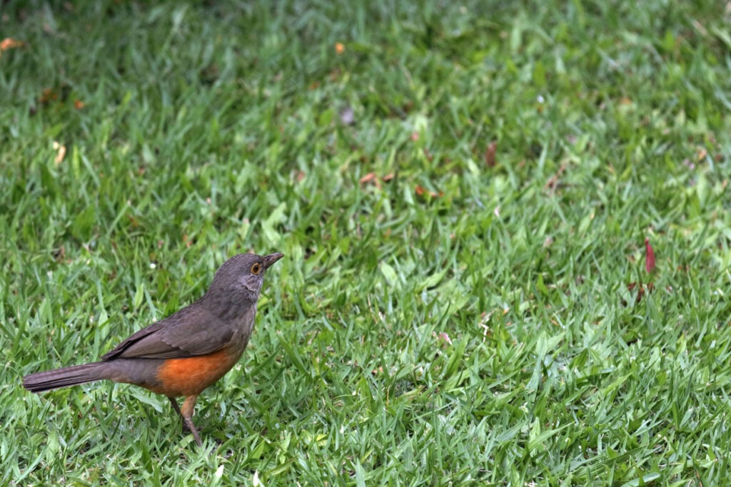 11 Jenis Rumput Taman Minimalis Terbaik untuk Halaman Rumah