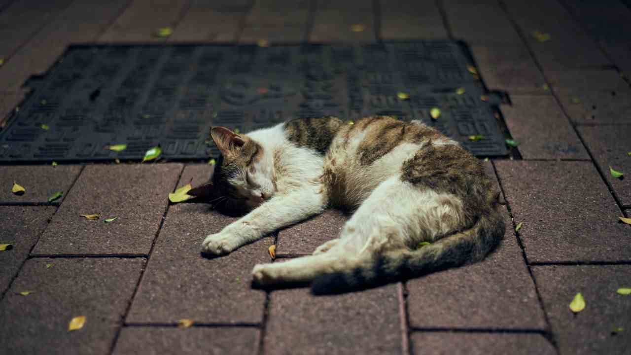 Kucing Liar Mati di Rumah Pertanda Apa? Ini menurut Primbon!