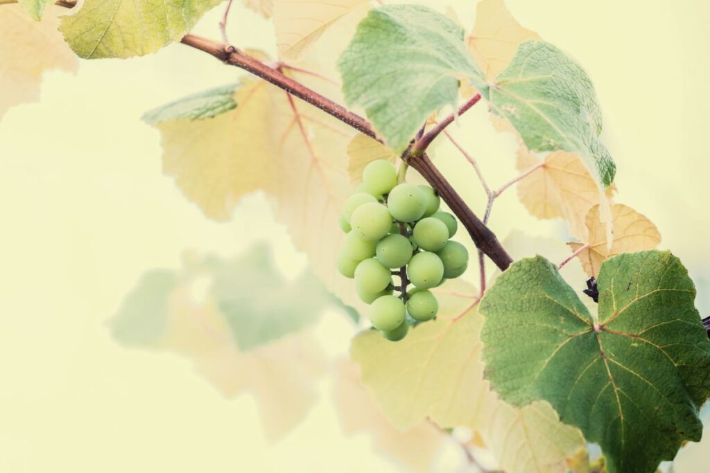 6 Tanaman Depan Rumah Menurut Islam Bawa Kebaikan