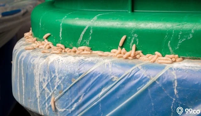 Ada Belatung di Rumah Pertanda Apa? Jawabannya Bikin Ngeri!