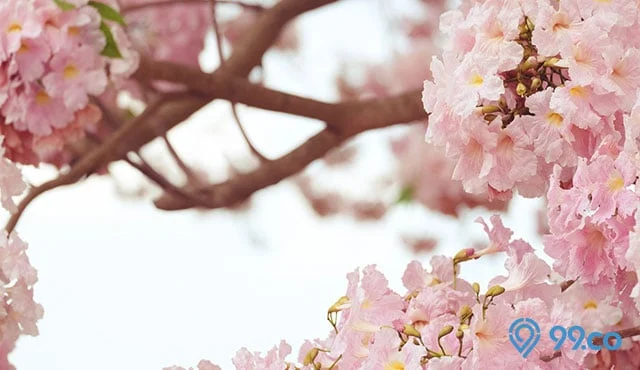 13 Pohon Hias Depan Rumah yang Cantik dan Indah