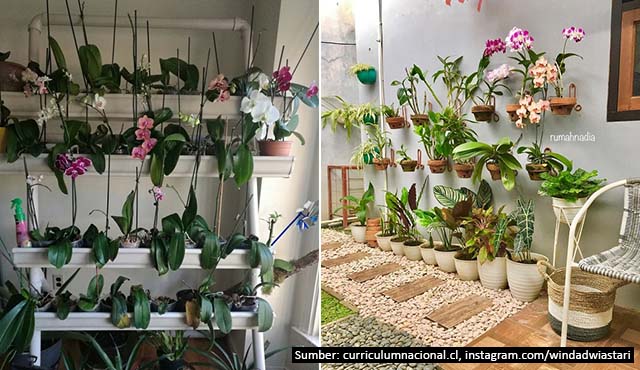 7 Ide Desain Taman Anggrek di Rumah Minimalis. Estetik Banget!
