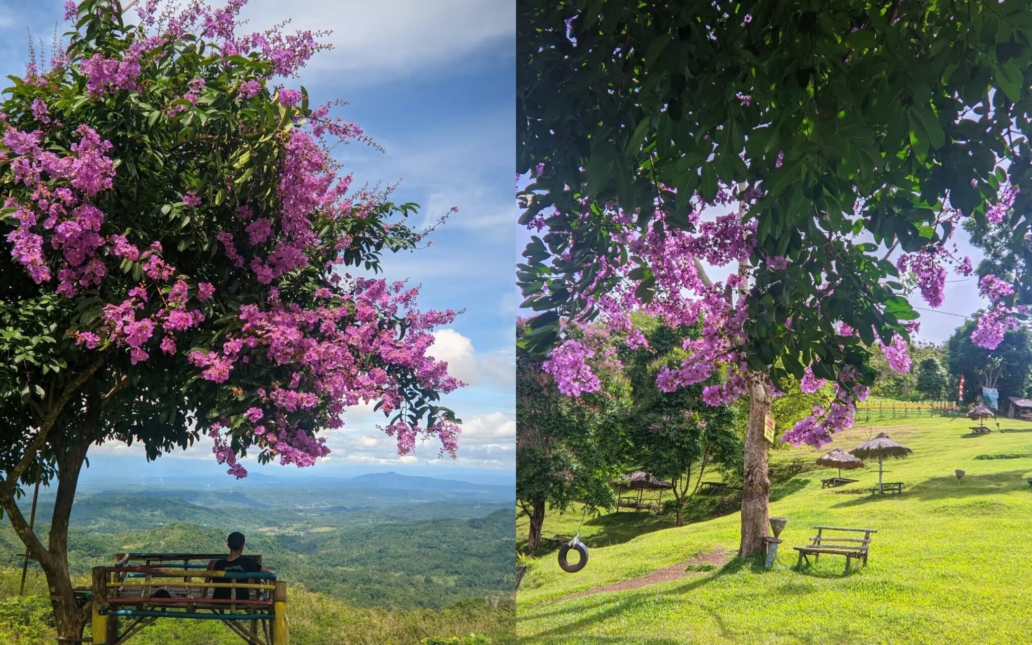 10 Pohon Peneduh yang Akarnya Tak Merusak Fondasi Rumah