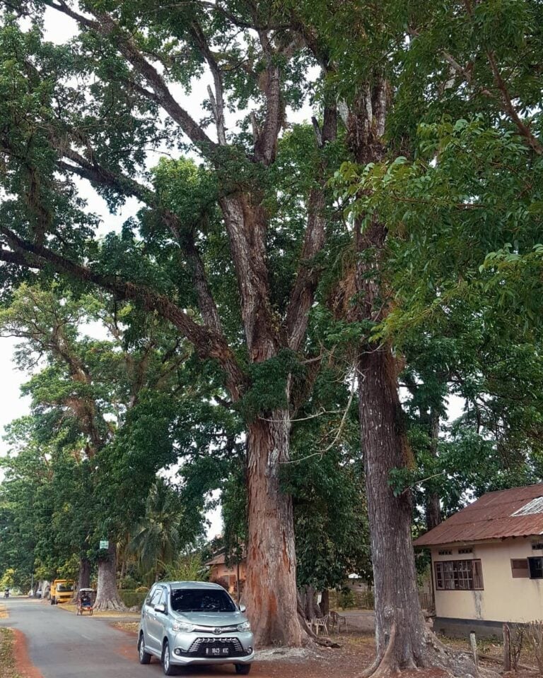 10 Pohon Peneduh yang Akarnya Tak Merusak Fondasi Rumah