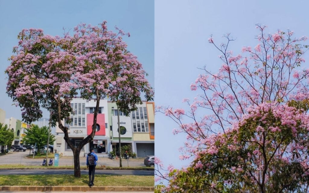 10 Pohon Peneduh yang Akarnya Tak Merusak Fondasi Rumah