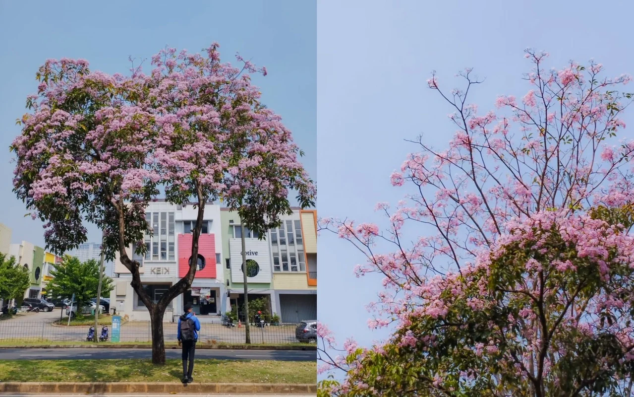 10 Pohon Peneduh yang Akarnya Tak Merusak Fondasi Rumah