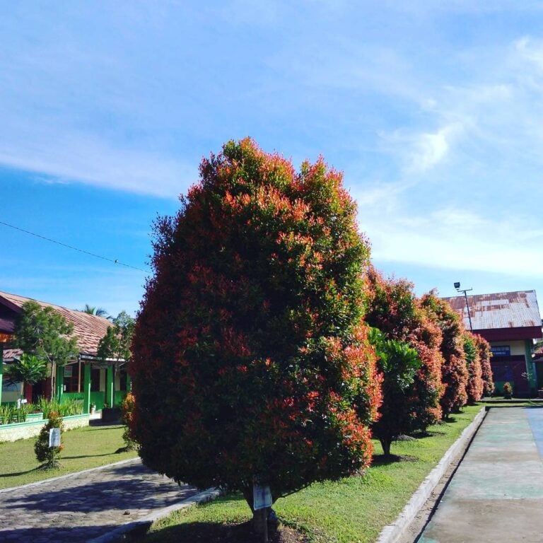 10 Pohon Peneduh yang Akarnya Tak Merusak Fondasi Rumah