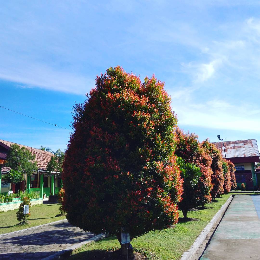 10 Pohon Peneduh yang Akarnya Tak Merusak Fondasi Rumah