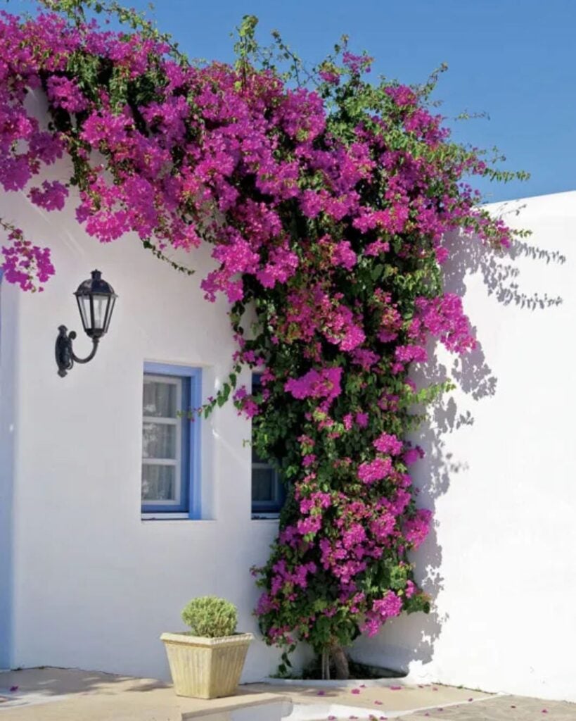 5 Tanaman Hias Rambat Berbunga untuk Menghias Rumah