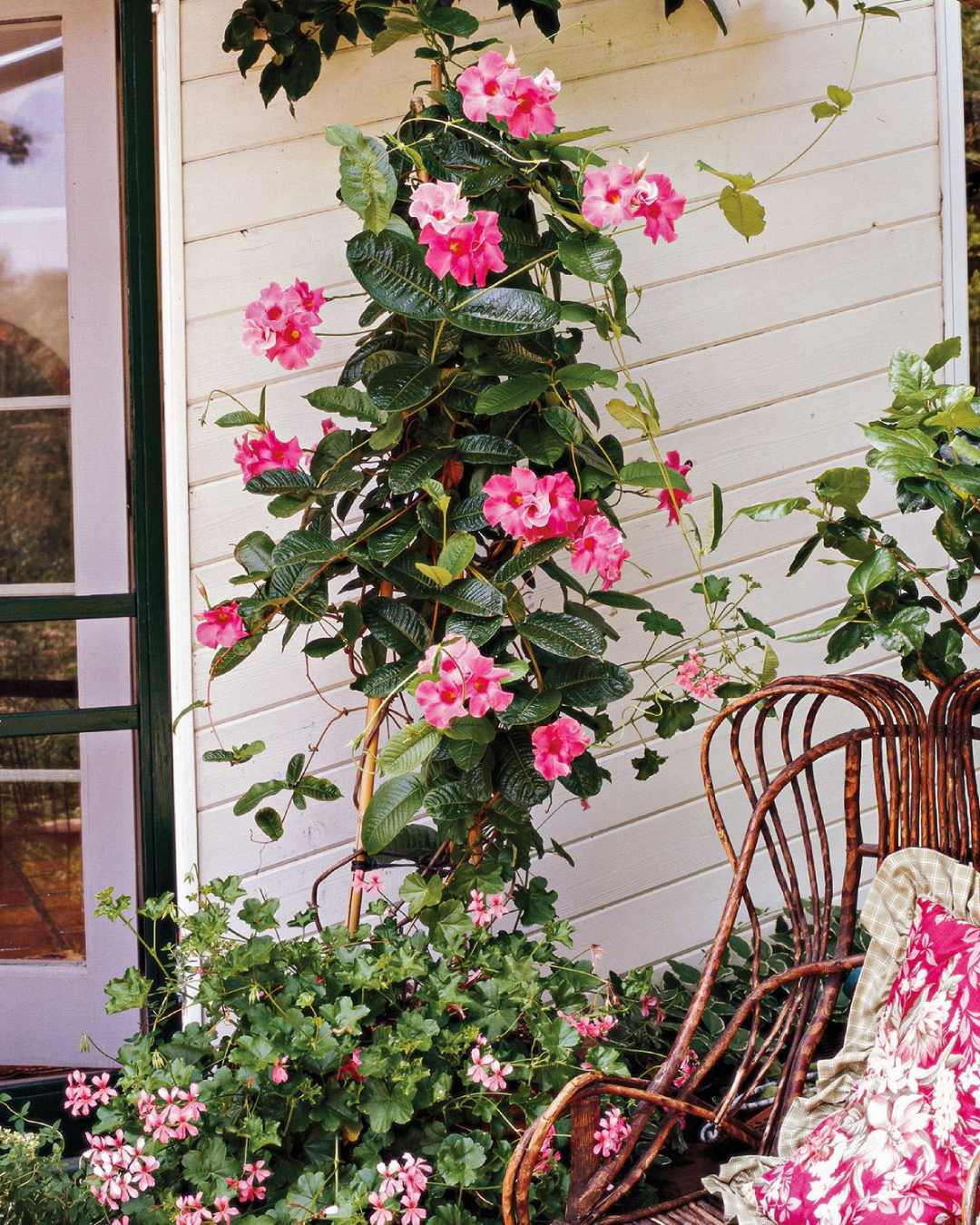 5 Tanaman Hias Rambat Berbunga untuk Menghias Rumah