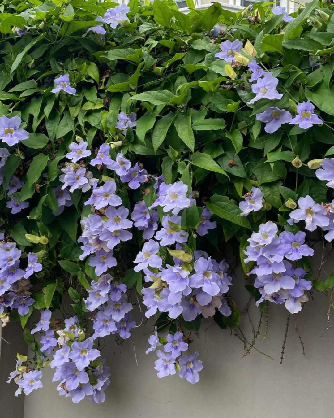 5 Tanaman Hias Rambat Berbunga untuk Menghias Rumah