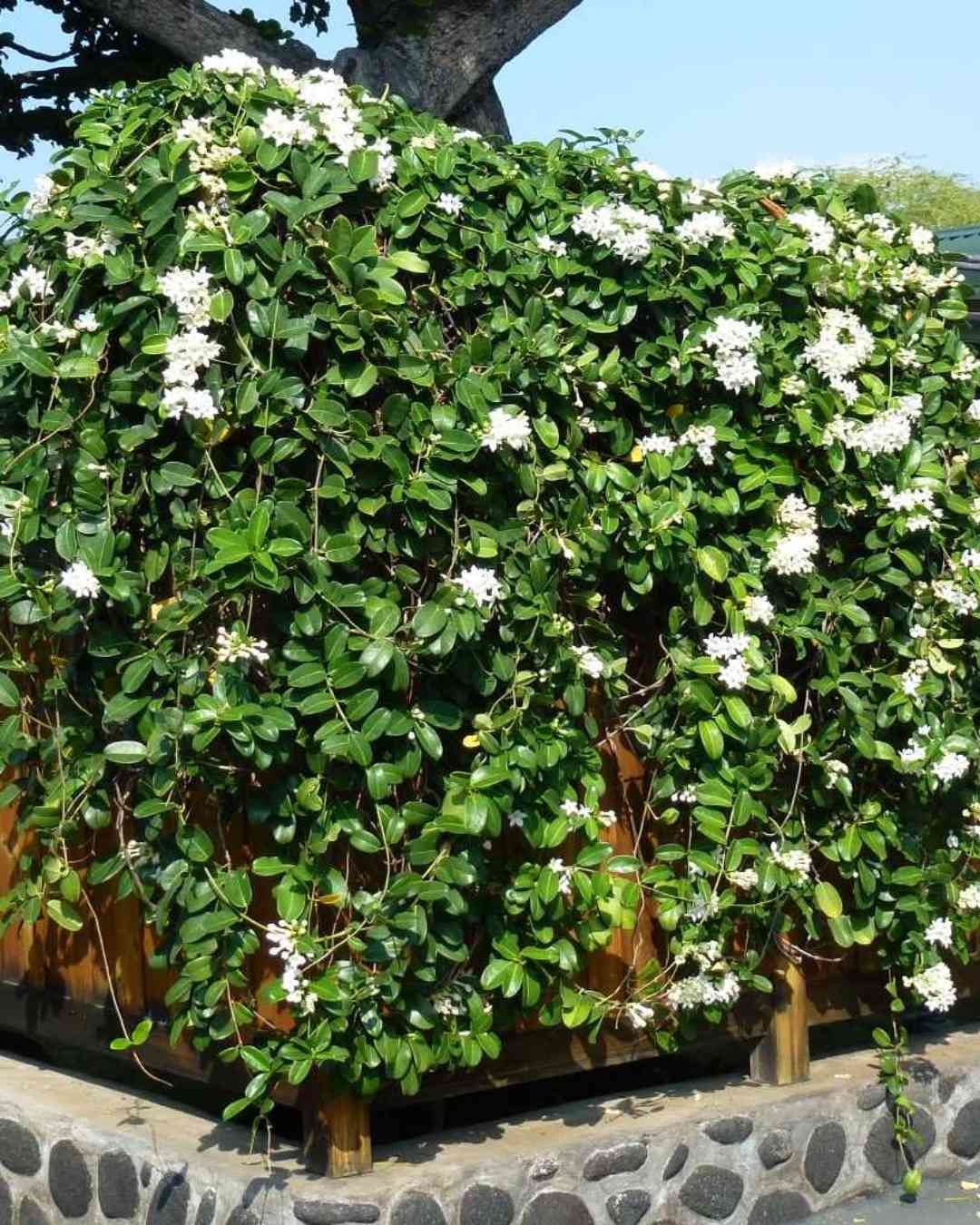 5 Tanaman Hias Rambat Berbunga untuk Menghias Rumah