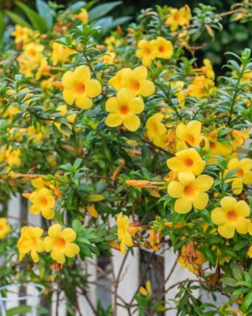 5 Tanaman Hias Rambat Berbunga untuk Menghias Rumah