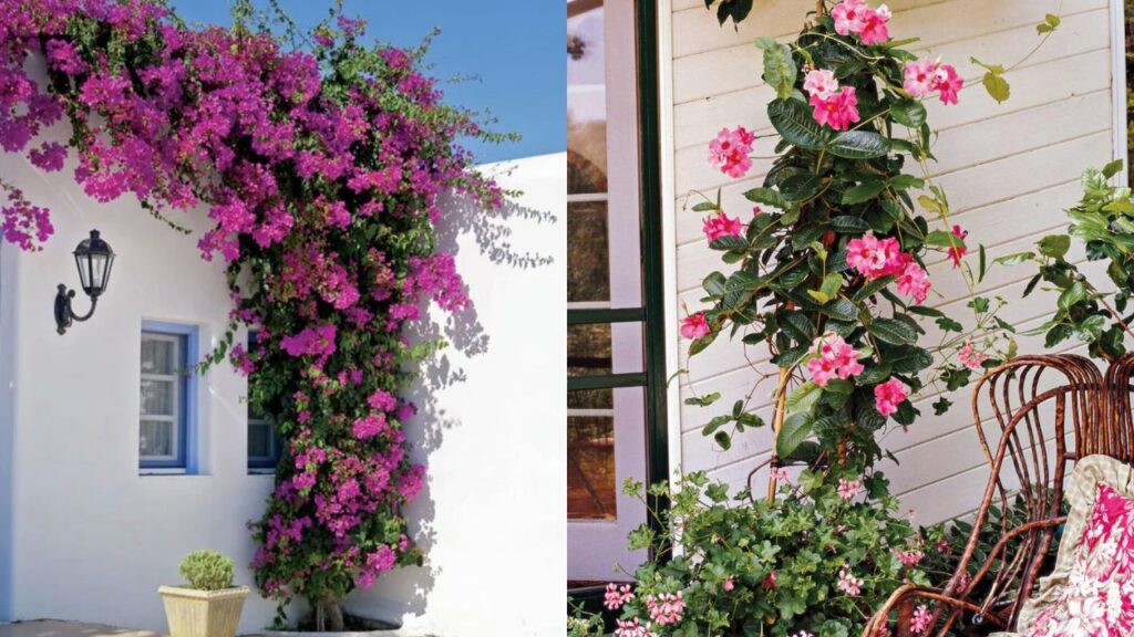 5 Tanaman Hias Rambat Berbunga untuk Menghias Rumah