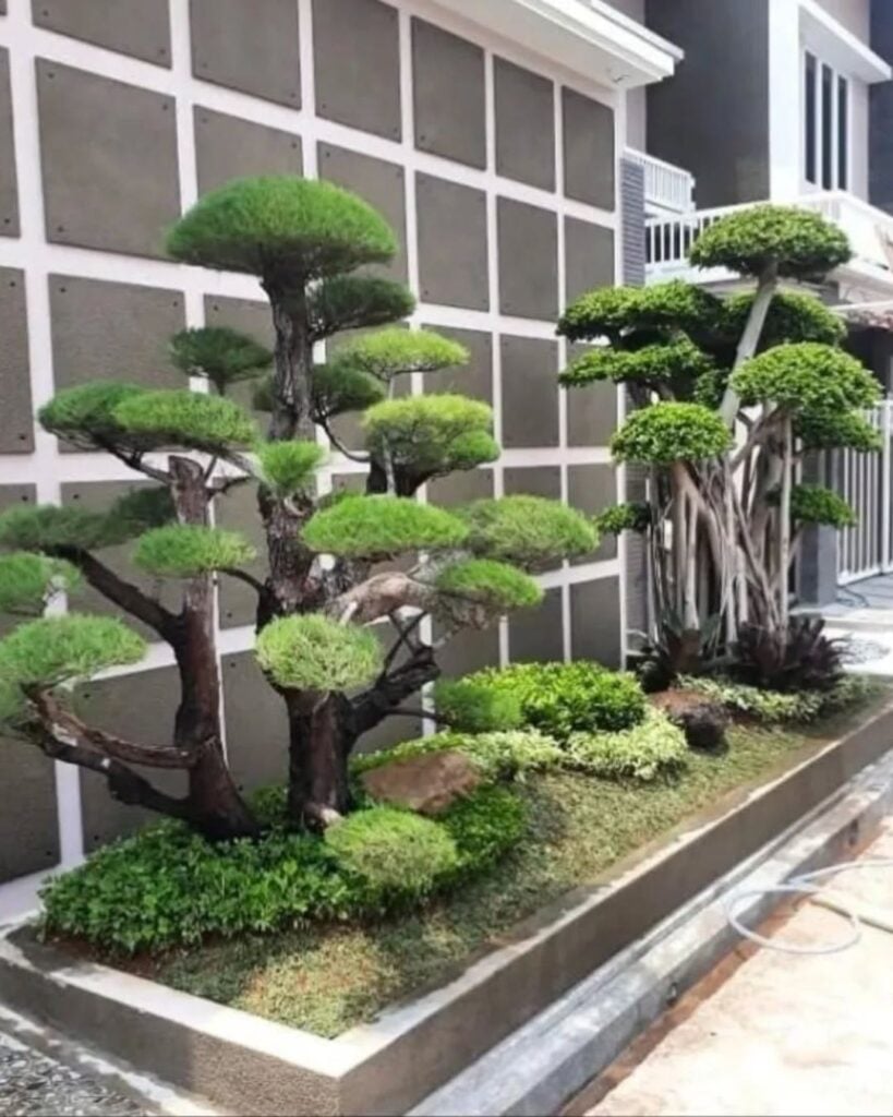 5 Pohon Hias Depan Rumah yang Mudah Dirawat
