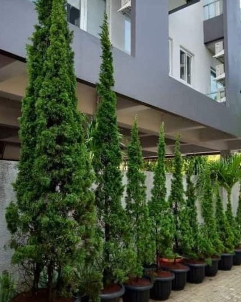 5 Pohon Hias Depan Rumah yang Mudah Dirawat