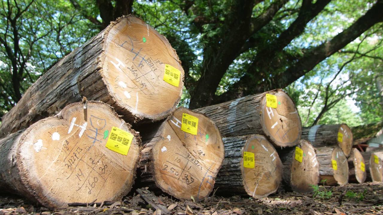 6 Jenis Kayu untuk Furniture yang Populer Digunakan