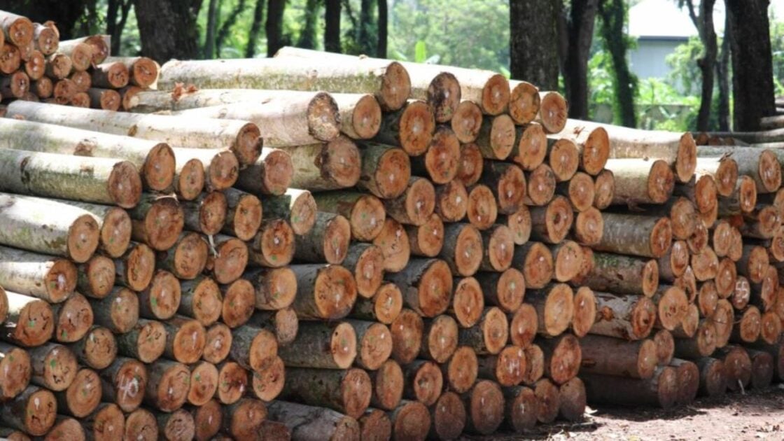 6 Jenis Kayu untuk Furniture yang Populer Digunakan