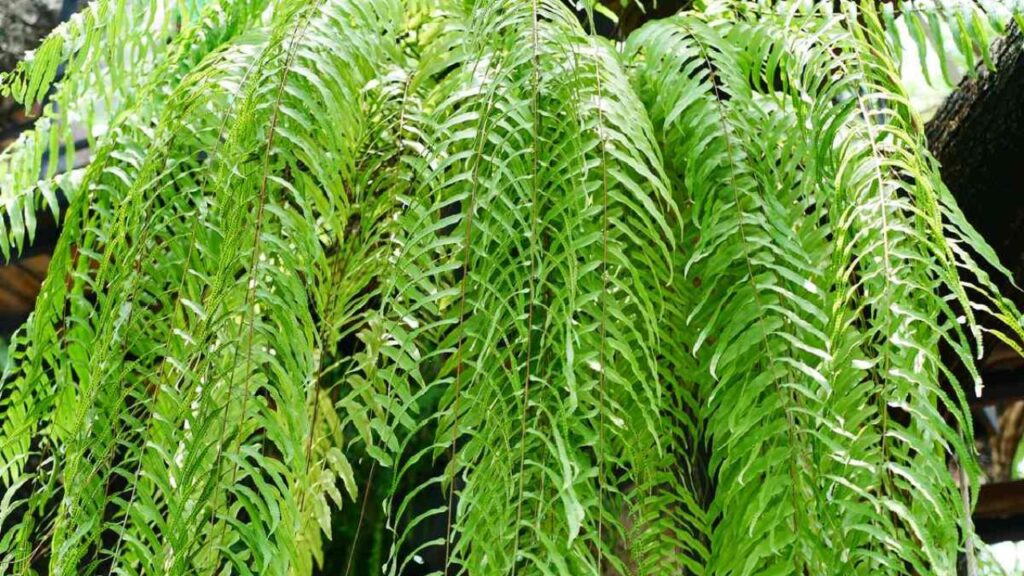 10 Jenis Tanaman Penyejuk Ruangan yang Cantik dan Segar