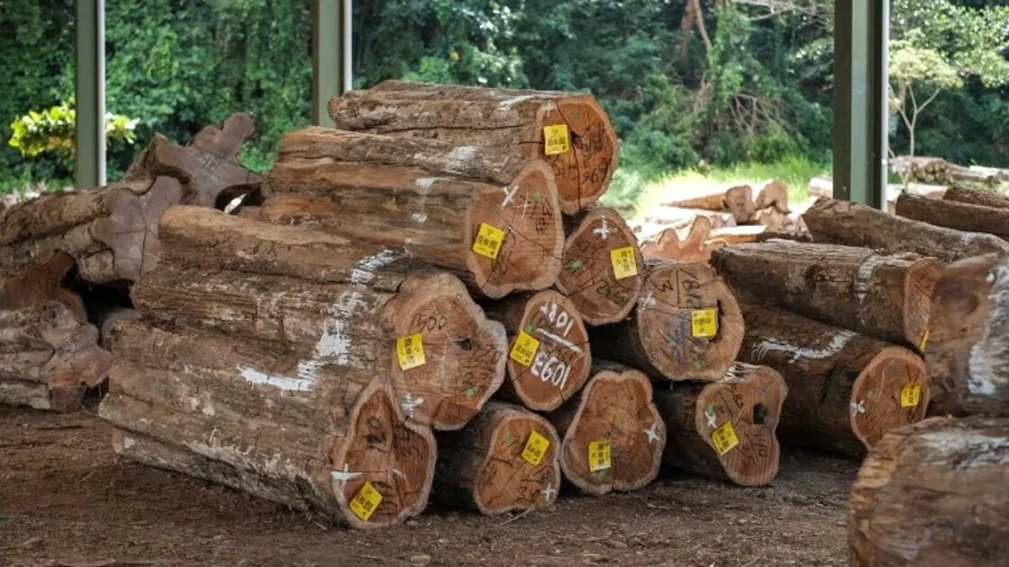 7 Jenis Kayu Jati di Indonesia, Pahami Kualitasnya