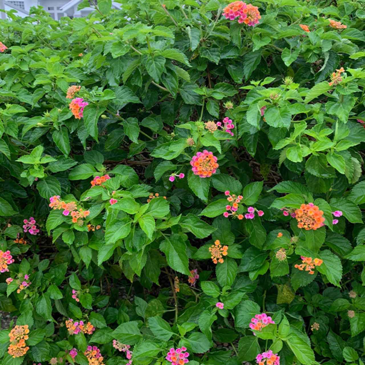 5 Tanaman Hias Outdoor Tahan Panas yang Mudah Dirawat