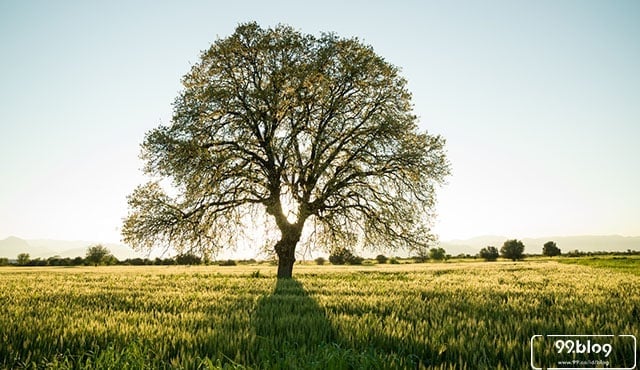 Satuan Ukuran Tanah Lokal & Internasional. Wajib Dipahami!