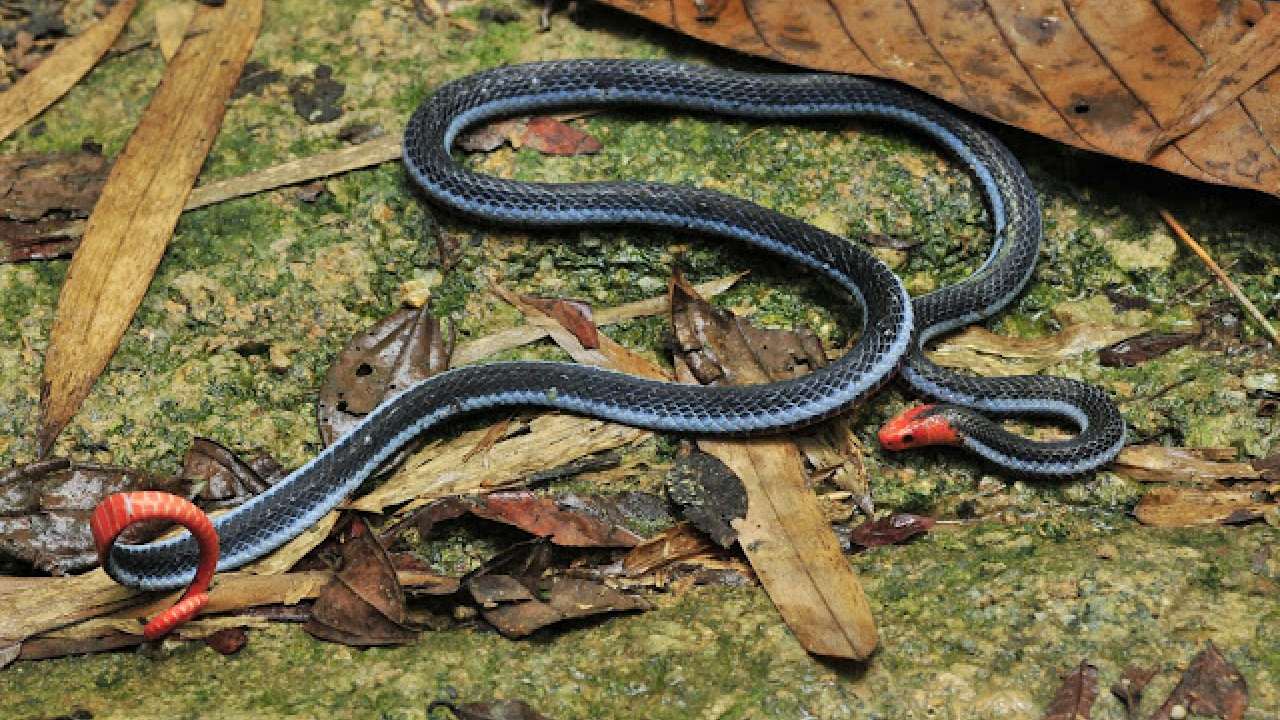 11 Jenis Ular yang Sering Masuk Rumah. Awas, Ada yang Berbisa!